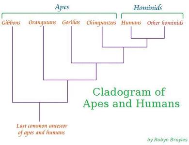 Ape Cladogram