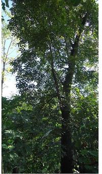 Philippine National Tree Narra